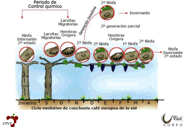 Cómo controlar a la conchuela en la vitis vinífera | El Mercurio Campo