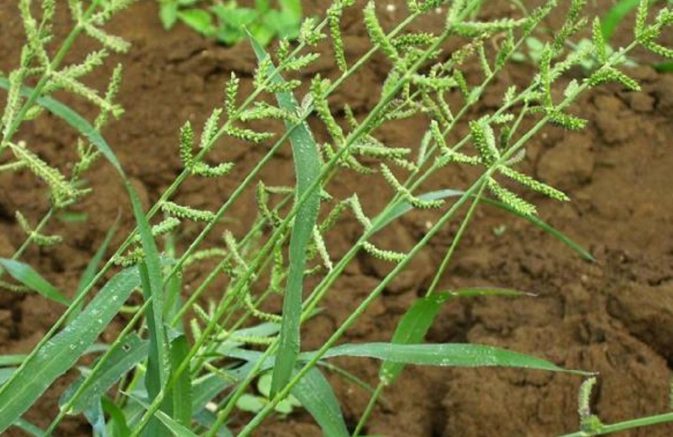 Las 10 peores malezas para la agricultura chilena