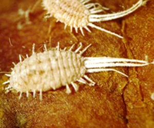 Una nueva herramienta detectará la presencia del chanchito blanco en la ...