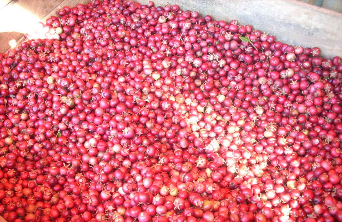 La murtilla, desafíos para establecer un huerto | El Mercurio Campo