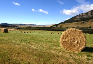 Cuatro claves para la producción de forraje | El Mercurio Campo