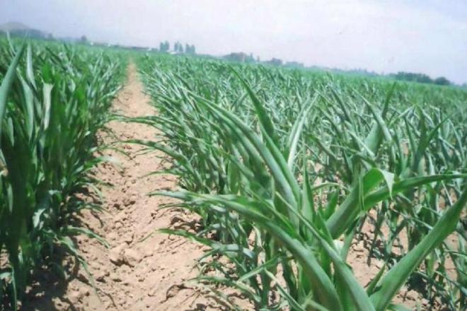 Las claves para sembrar sobre camellones | El Mercurio Campo