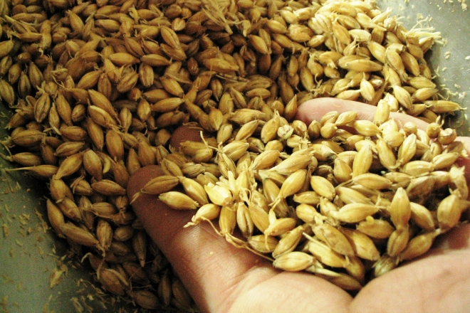 El potencial de la cebada en el sur de Chile