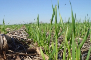 Las claves para establecer la cero labranza en el campo