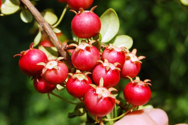 El atractivo de la murtilla como nueva oportunidad de negocio