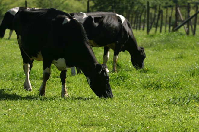Las claves para realizar un manejo eficiente del pastoreo | El Mercurio ...