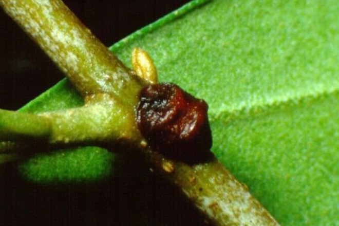 El impacto de las conchuelas negras en los huertos chilenos de olivos ...