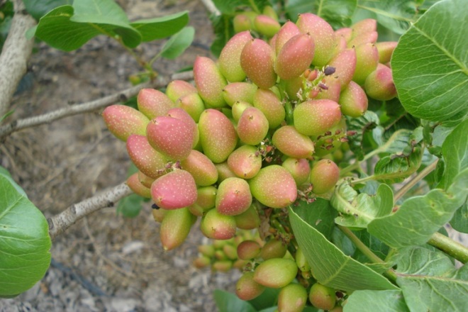 Pistacho: Las claves para lograr una producción eficiente