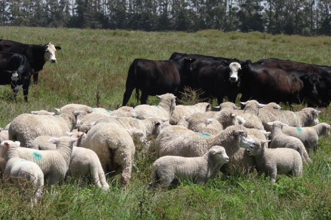 Los atractivos del sistema de producción ovino uruguayo | El Mercurio Campo