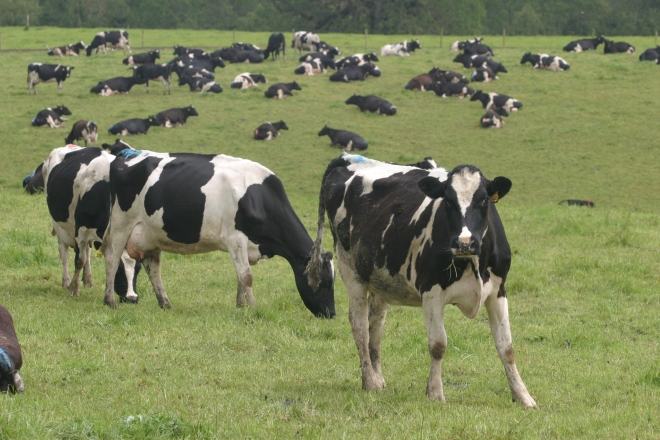 Alimentando el rumen | El Mercurio Campo