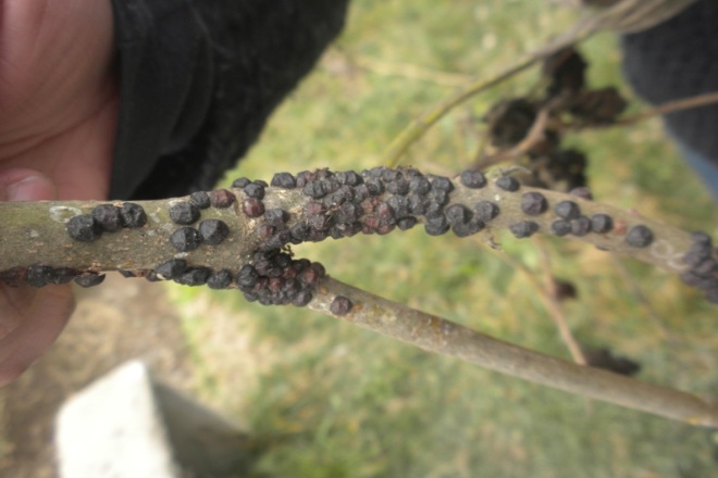Hongos poseen alta eficacia para combatir plaga que afecta a olivos y ...