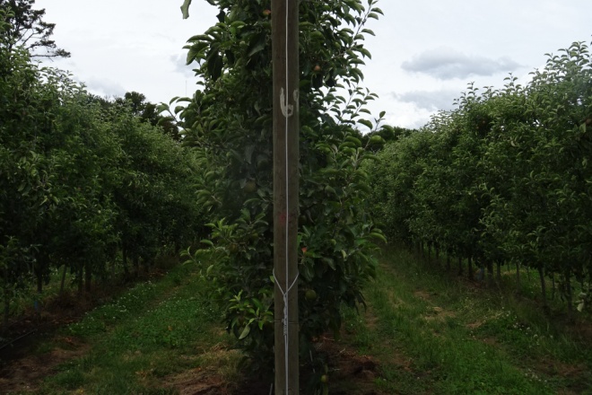 Plantación de manzanos: El arte de hacer las cosas bien