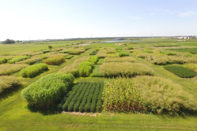 Pasto varilla mejoraría características de suelos erosionados | El ...