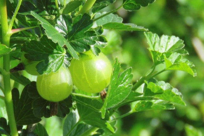 Grosellas se abren camino en el mercado nacional | El Mercurio Campo