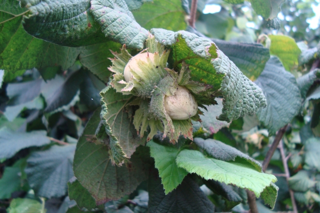 Las claves para establecer un huerto de avellano europeo (Parte I) | El ...