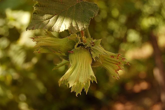 Las claves para establecer un huerto de avellano europeo (Parte II ...