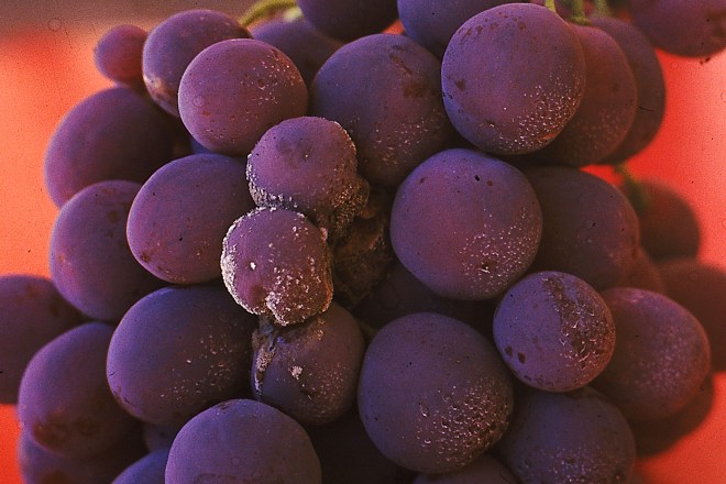Botrytis resistente, una gran amenaza para la uva de mesa