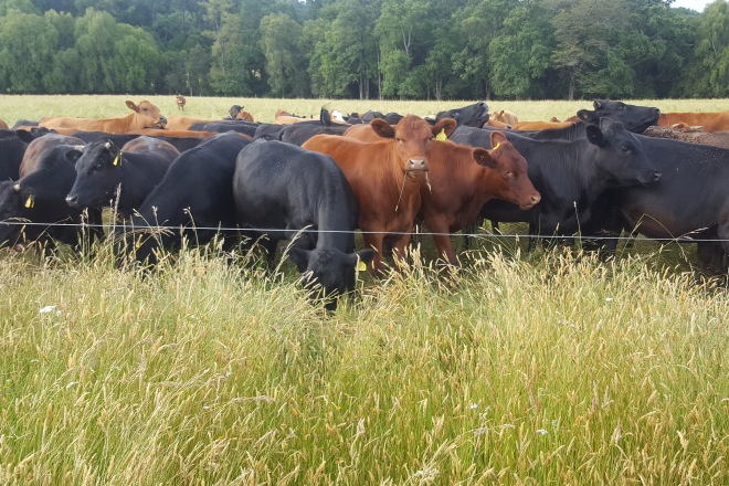 Manejos y estrategias para aumentar la rentabilidad de la engorda de ...