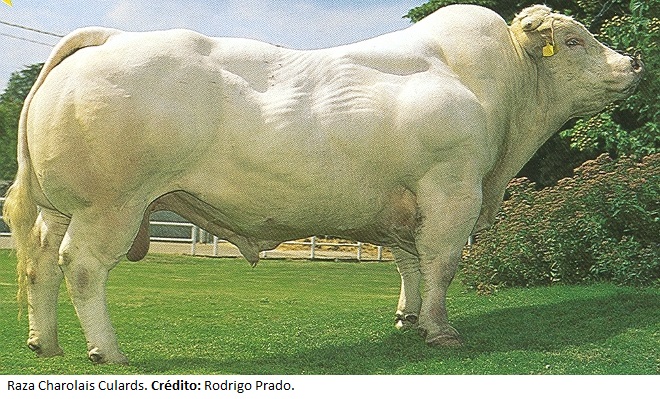 El potencial de las principales razas de carne bovina presentes en el ...