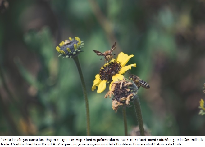 Recomendaciones para hacer un buen uso de las bandas florales
