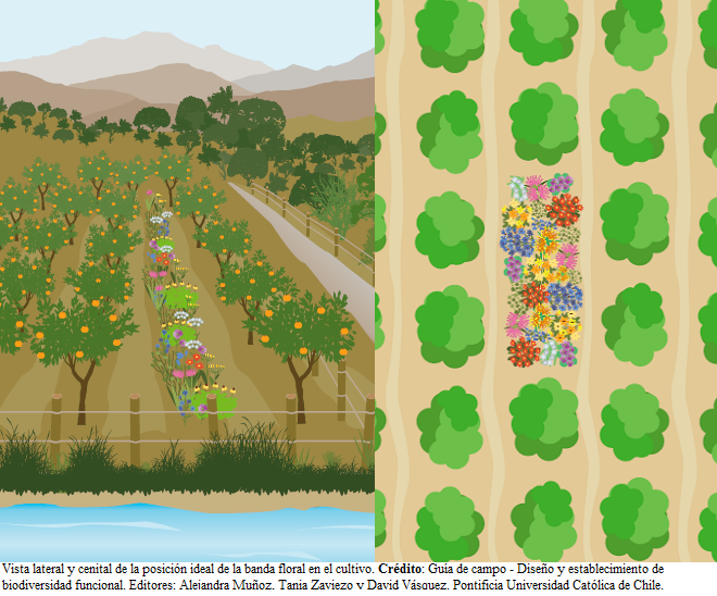 Recomendaciones para hacer un buen uso de las bandas florales