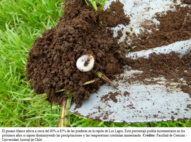 Buscan desarrollar biocontrolador para el gusano blanco | El Mercurio Campo
