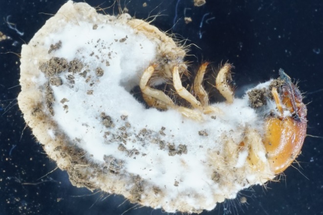 Buscan desarrollar biocontrolador para el gusano blanco | El Mercurio Campo