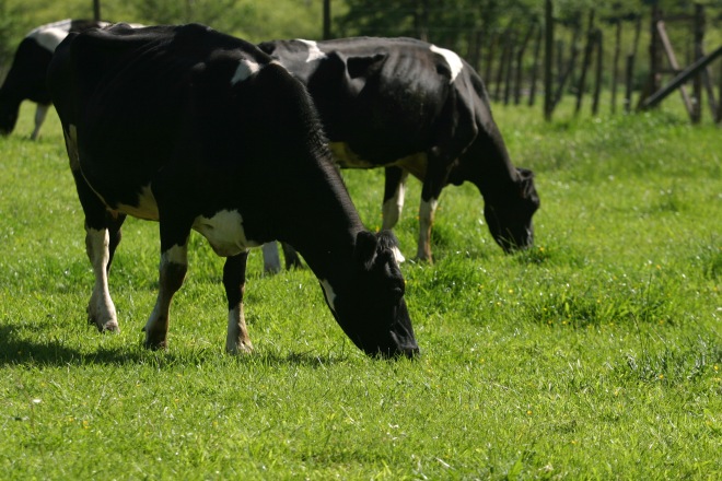 Recomendaciones para mantener una pradera en buenas condiciones durante ...
