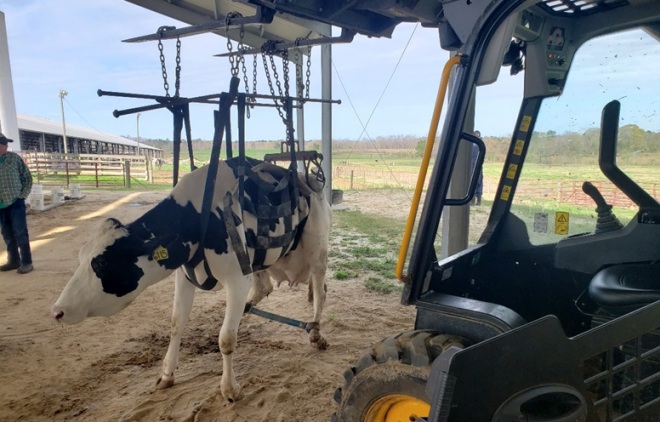 Lidiando con las vacas caídas | El Mercurio Campo
