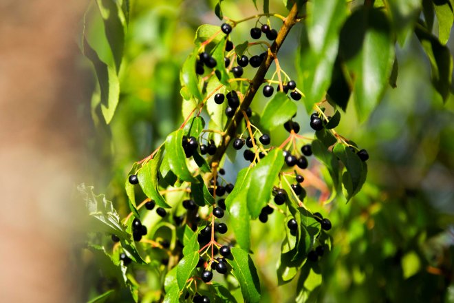 A US$ 700 millones llega el potencial de exportación del maqui