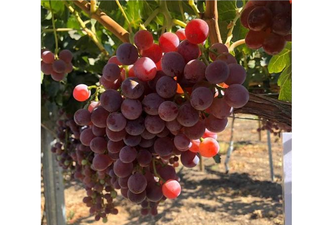 Nuevas uvas "Made in Chile"