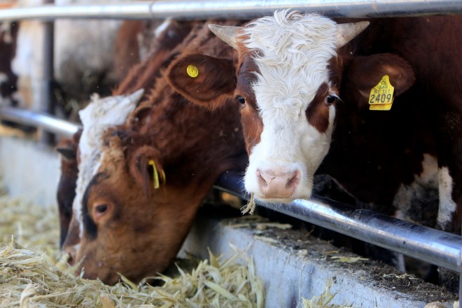 Bovinos de carne, tipificación y anabólicos | El Mercurio Campo