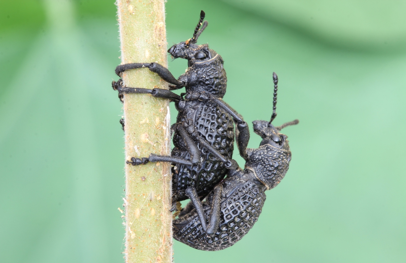 Los ocho curculiónidos que amenazan a los cerezos | El Mercurio Campo